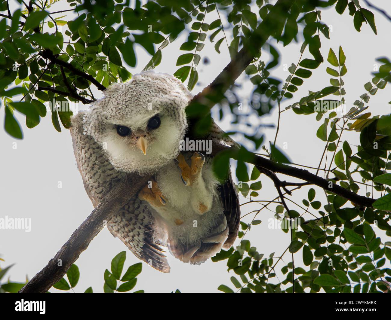 Barred Eagle owl preching on the tree and looking down Stock Photo - Alamy