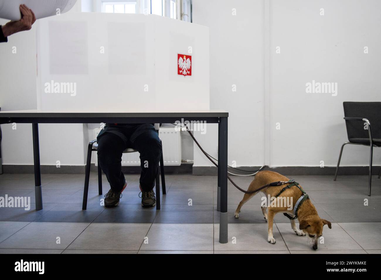 A dog is waiting while his owner fills out ballot card at the polling ...