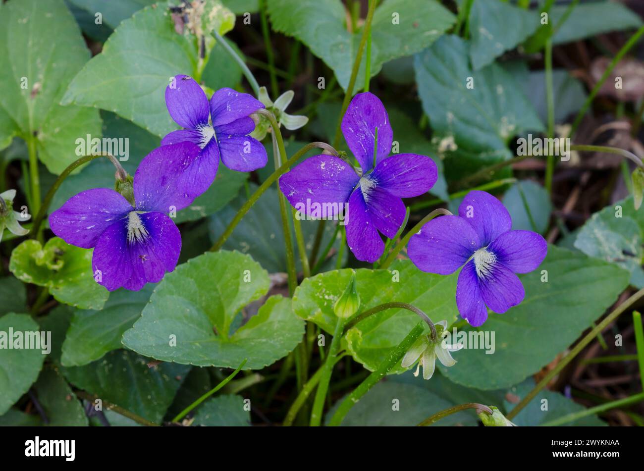 Common blue violet viola sororia hi-res stock photography and images ...