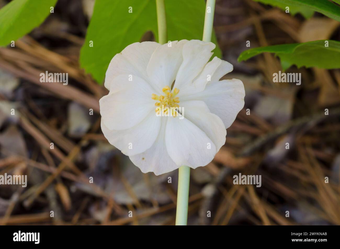 Mayapple, Podophyllum peltatum Stock Photo - Alamy