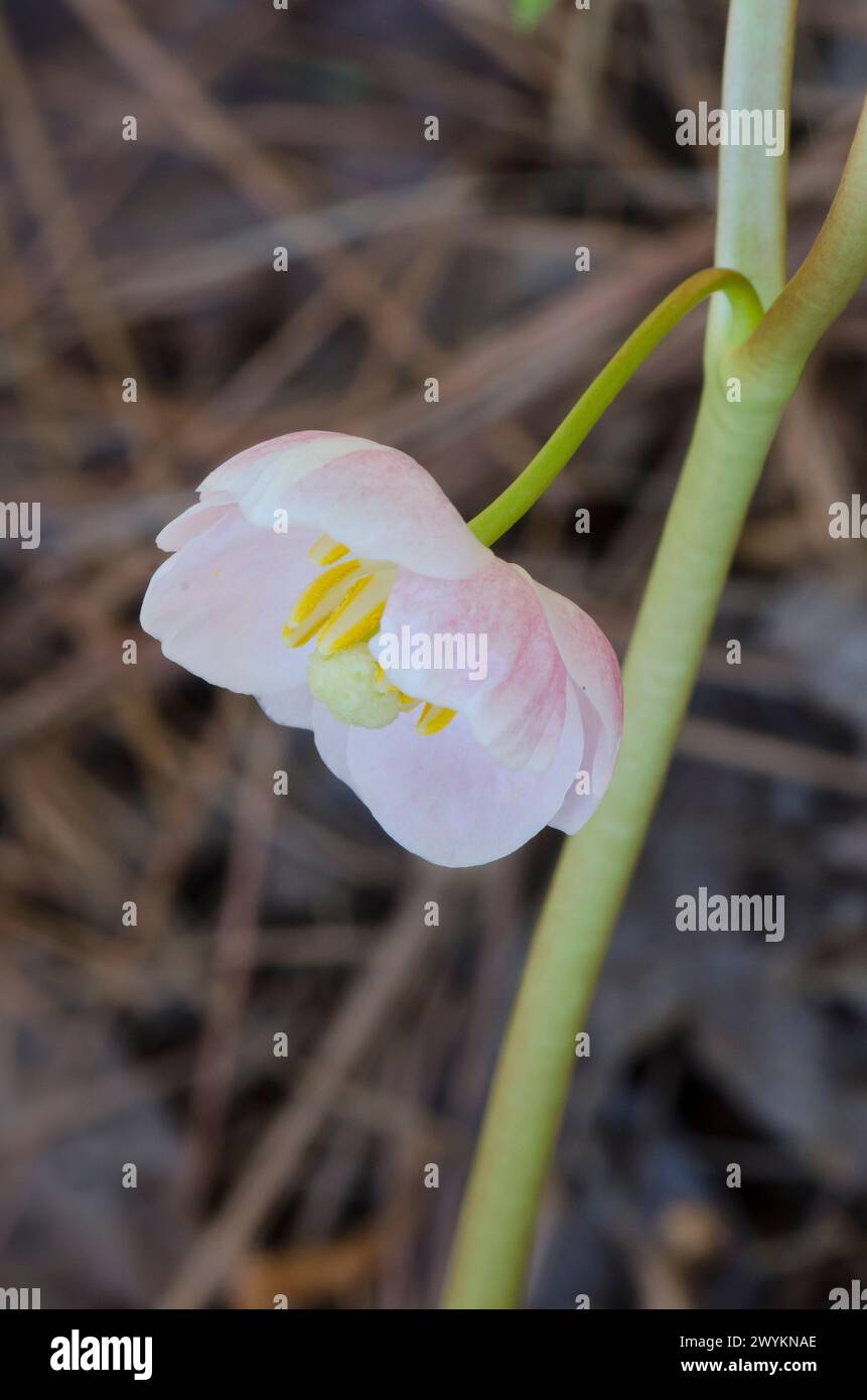 Mayapple, Podophyllum peltatum Stock Photo - Alamy