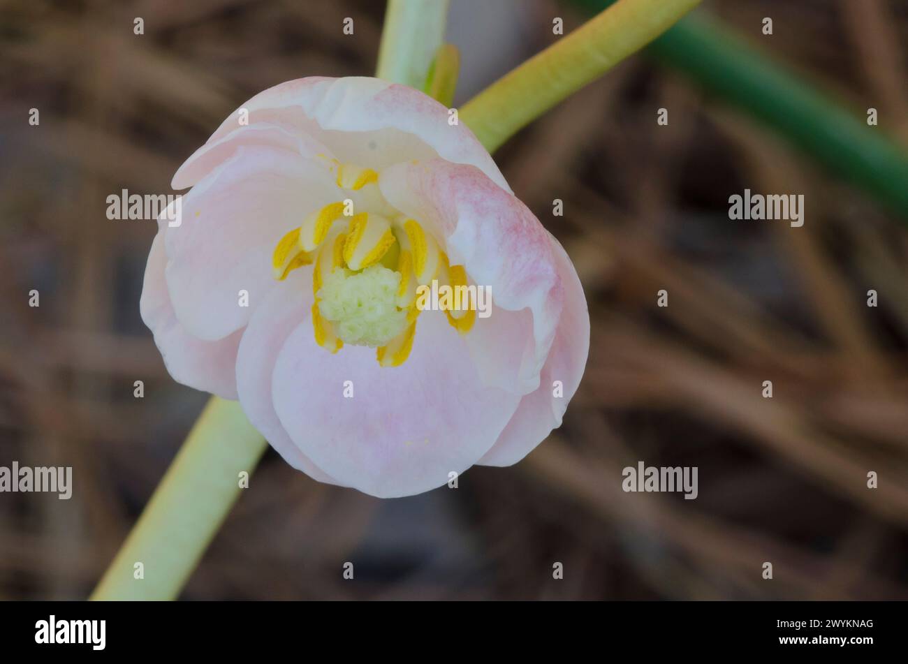 Mayapple, Podophyllum peltatum Stock Photo - Alamy