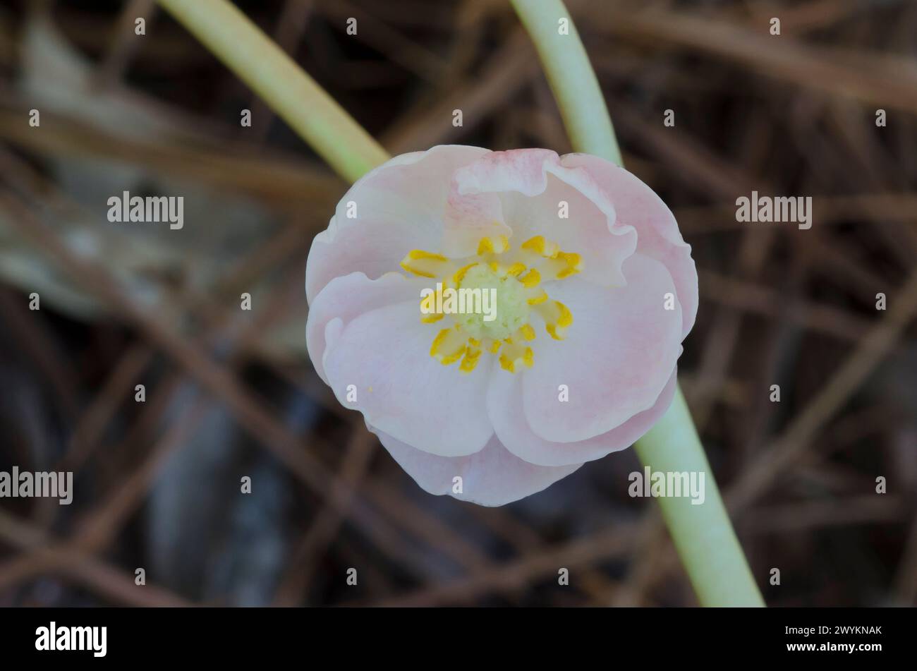 Mayapple, Podophyllum peltatum Stock Photo - Alamy