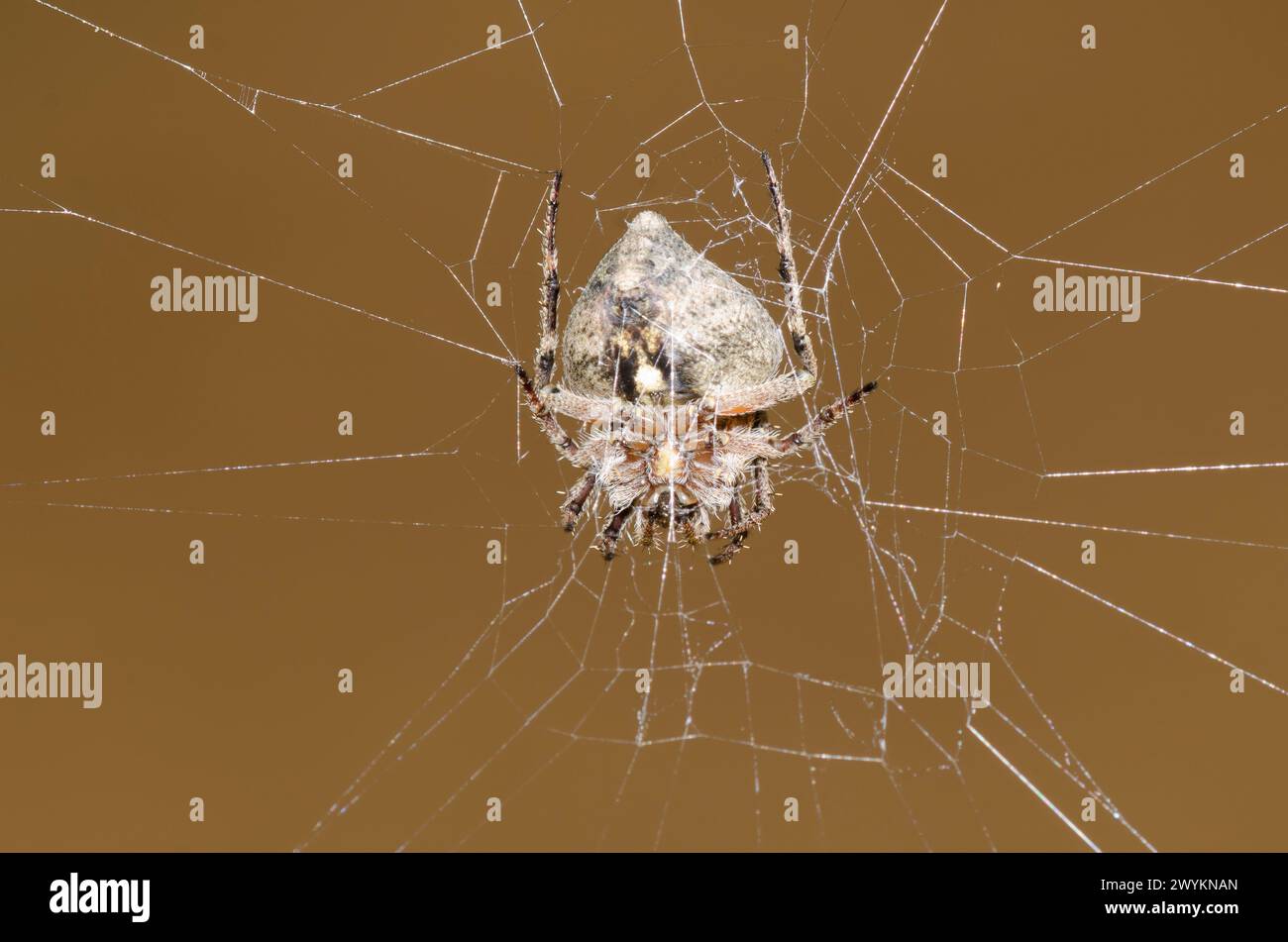 Orb Weaver, Family Araneidae Stock Photo - Alamy