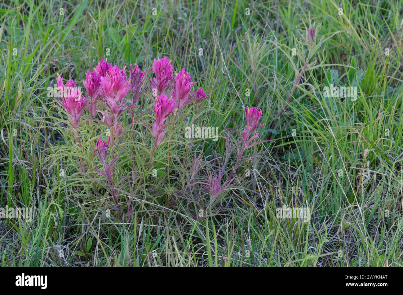 Downy indian paintbrush hi-res stock photography and images - Alamy
