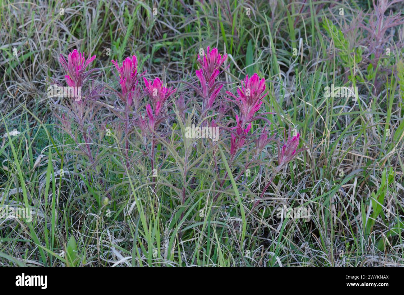 Downy indian paintbrush hi-res stock photography and images - Alamy