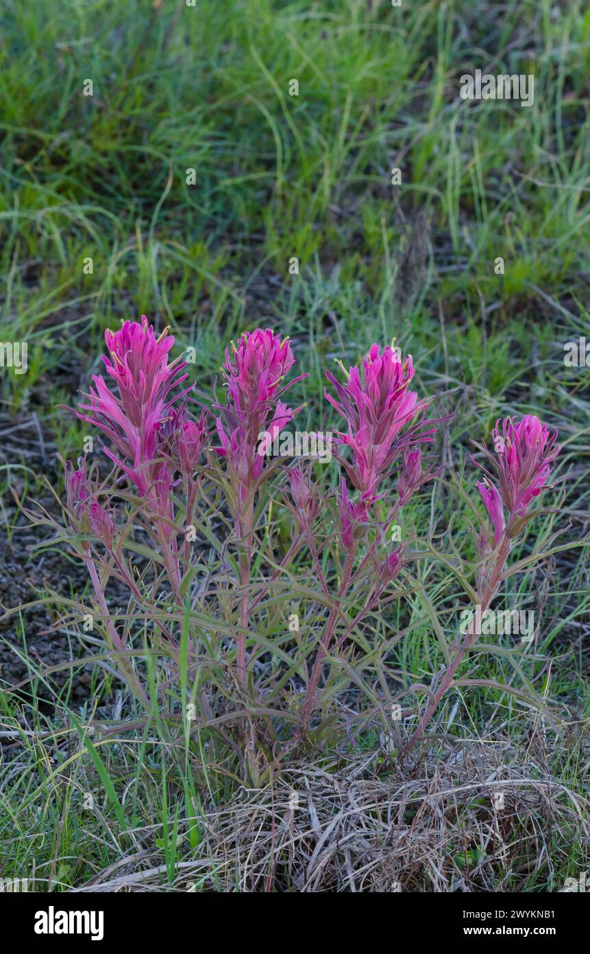 Downy indian paintbrush hi-res stock photography and images - Alamy