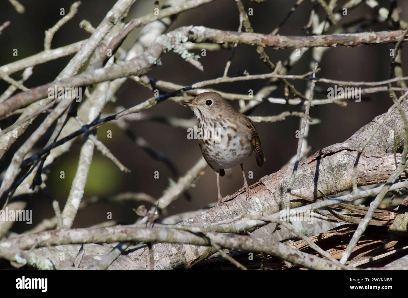 Hermit thrush hi-res stock photography and images - Alamy