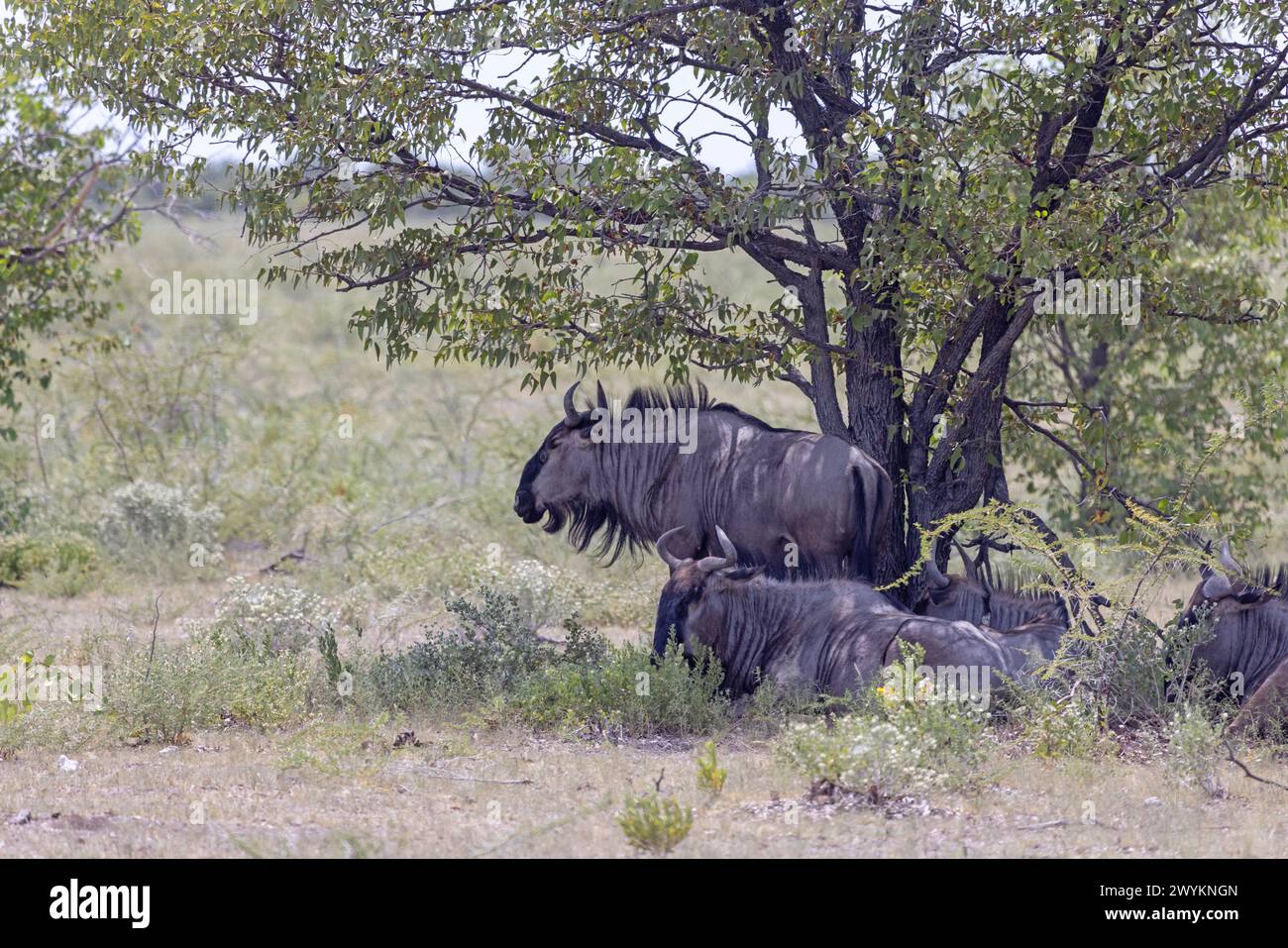 Picture of a group of buffalo during the day in Etosha national park in ...