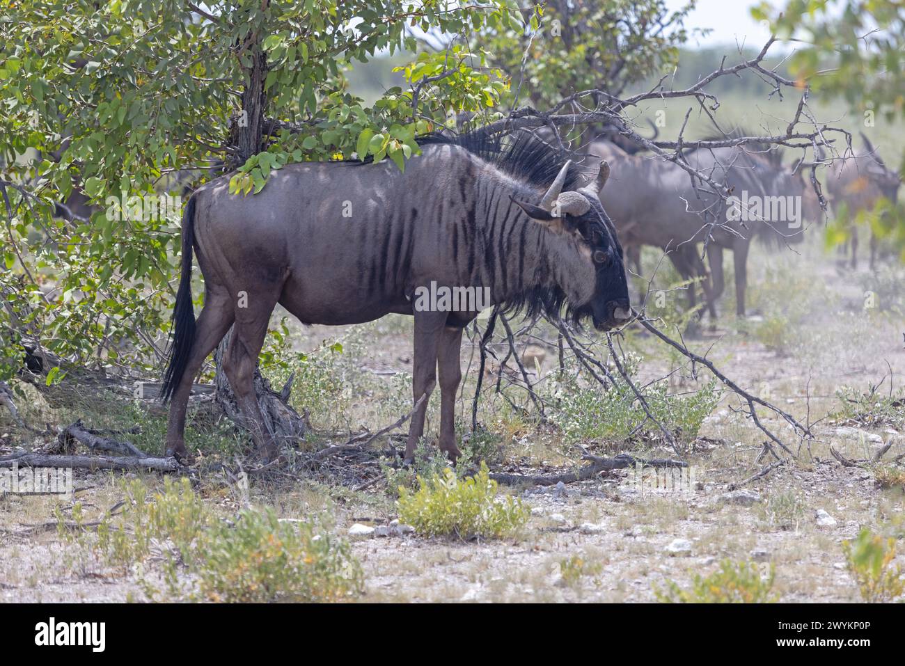 Picture of a group of buffalo during the day in Etosha national park in ...