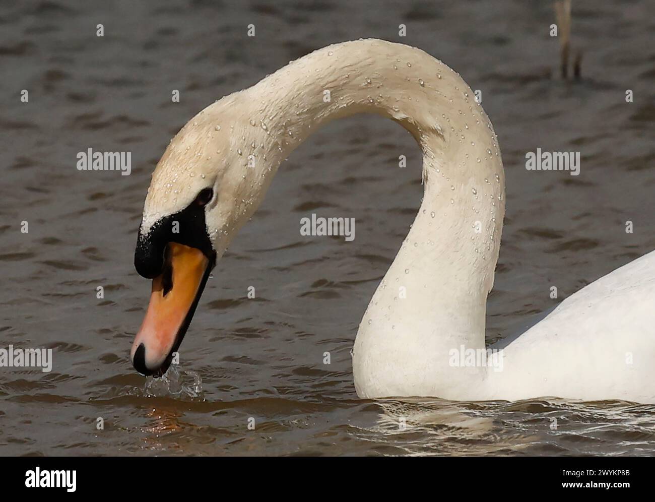 Rainham Essex, UK. 07th Apr, 2024. Mute Swan in water at RSPB Rainham ...