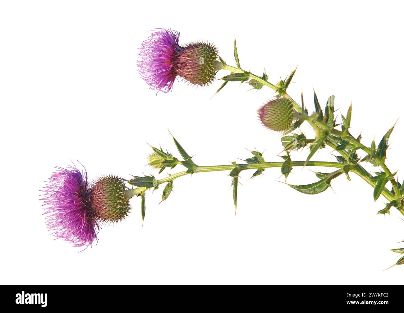 The field milk thistle Cut Out Stock Images & Pictures - Alamy