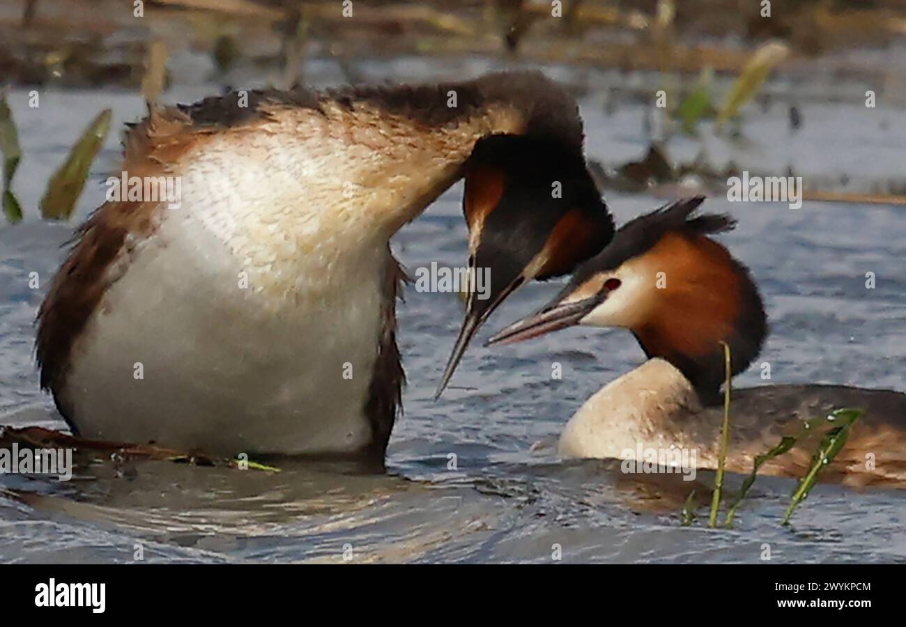 Rainham Essex, UK. 07th Apr, 2024. Great Crested Grebe having fun at ...