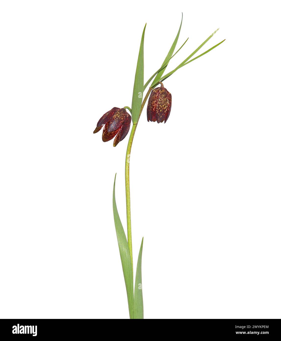 Wild flower of Alpine checkered lily isolated on white, Fritillaria ...