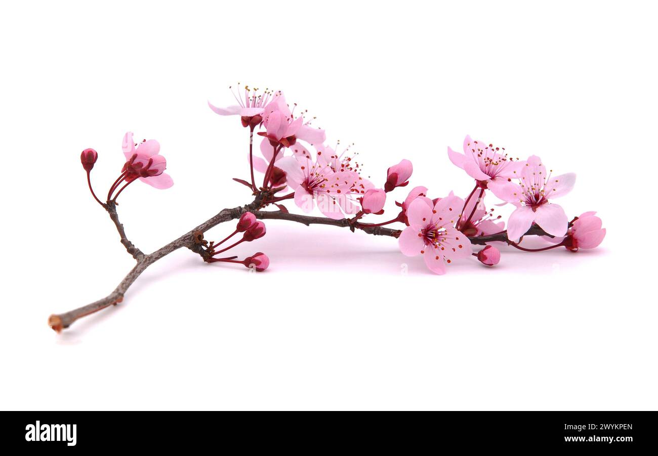 Pink spring cherry blossom. Cherry tree branch with spring pink flowers ...