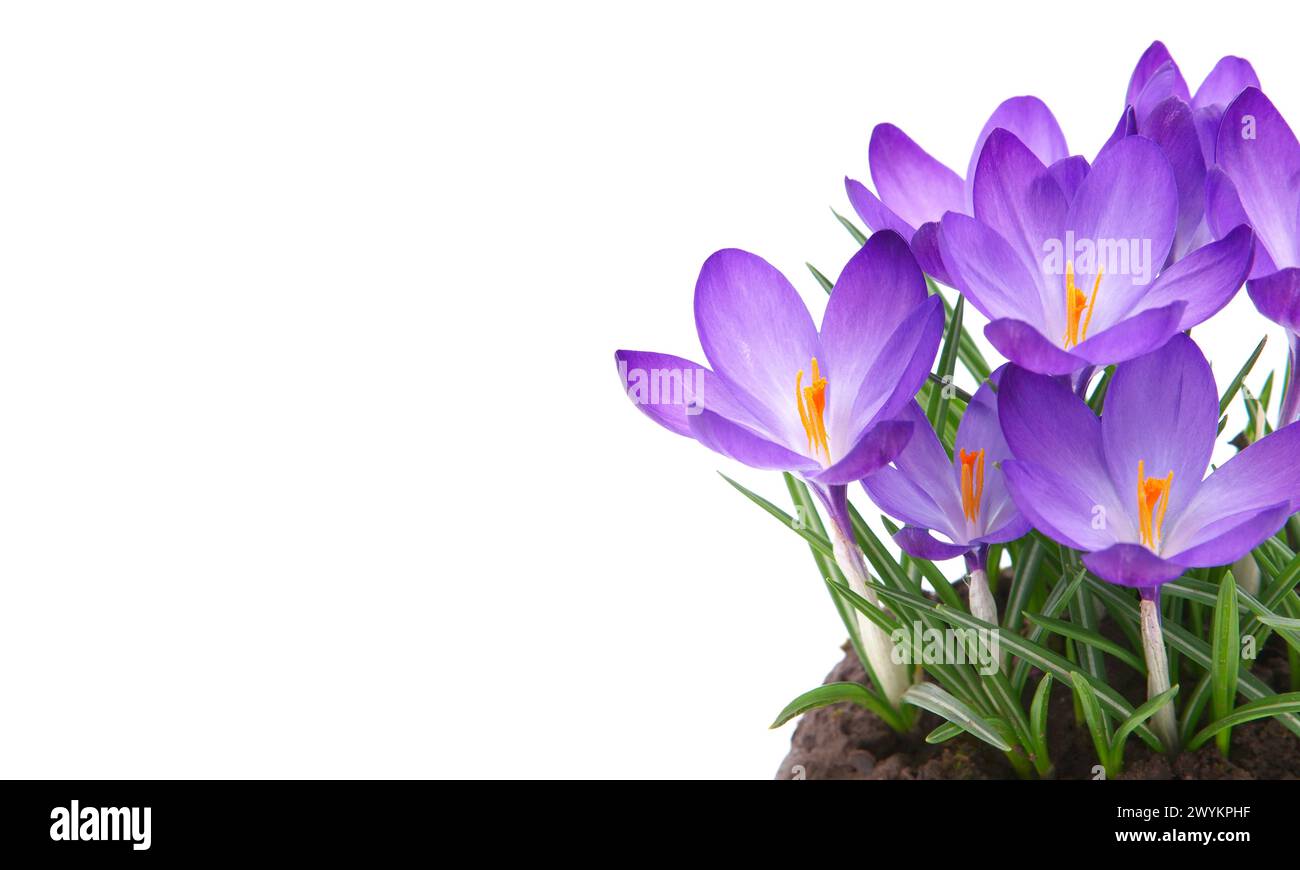 Spring flowers of Whitewell Purple or Early Crocus, Crocus ...