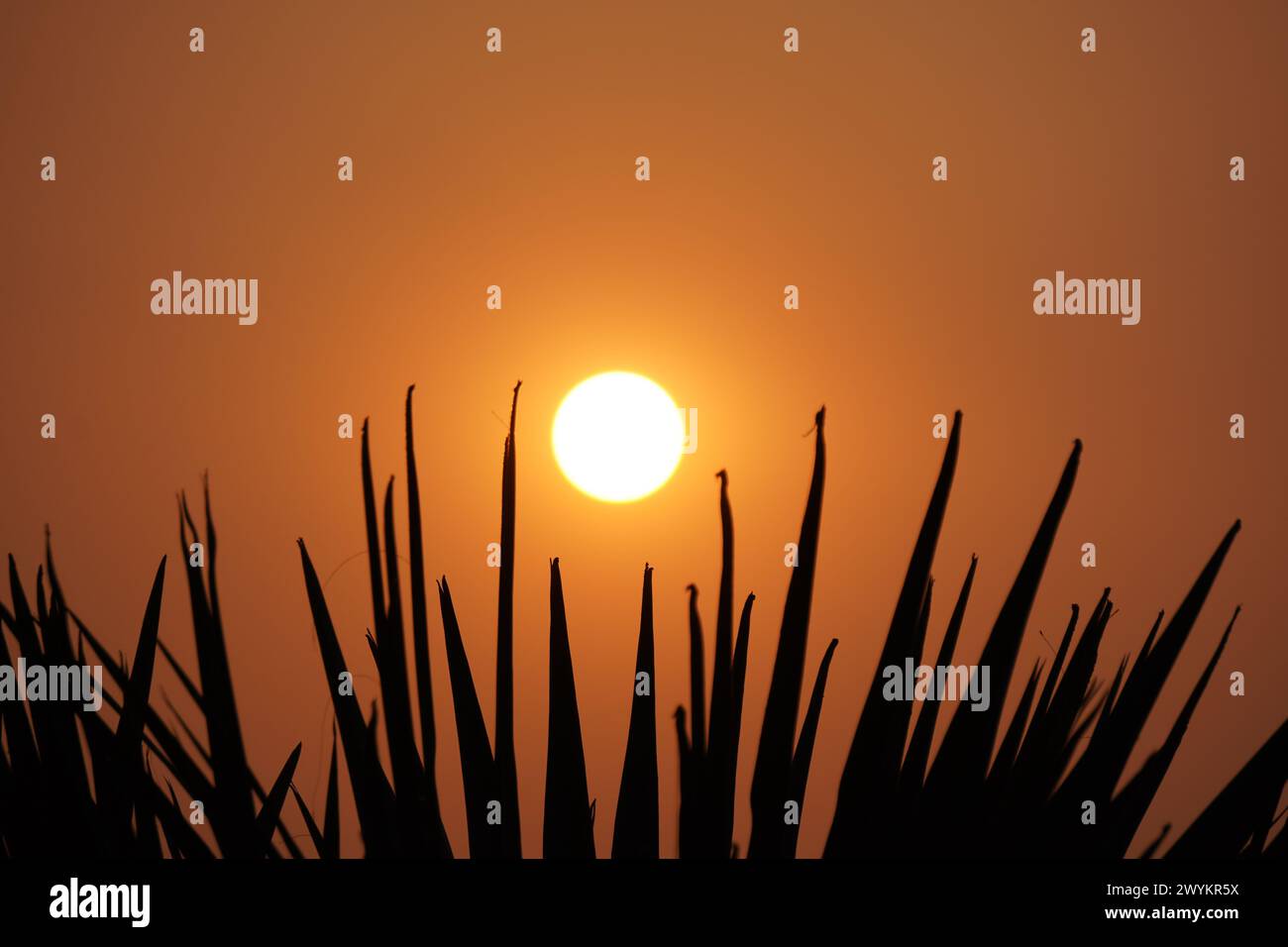 In to the sun lighting hi-res stock photography and images - Alamy