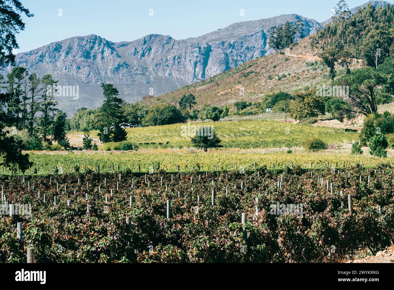 Centuries old vineyards at Franschhoek, Western Cape, South Africa ...
