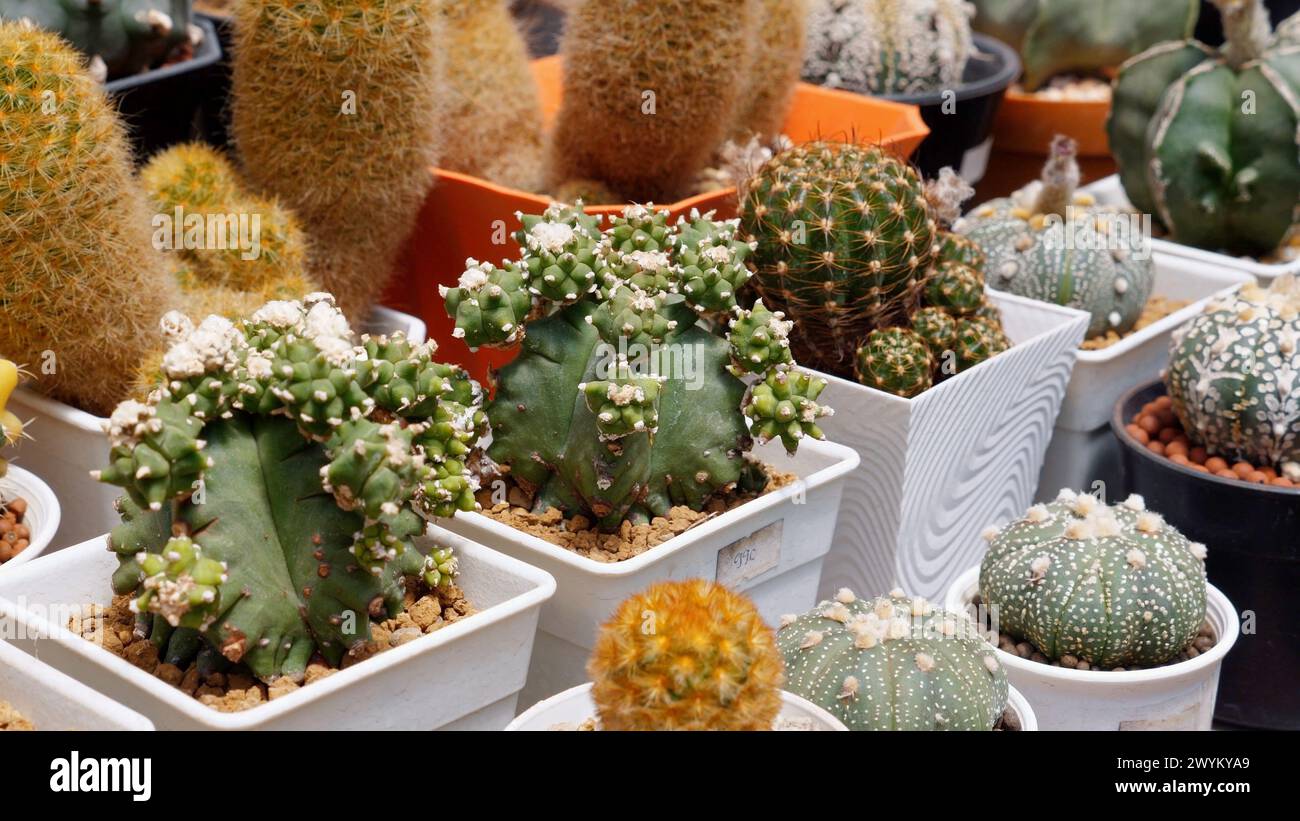 Variety of cacti and succulents in pots on display at botanical market ...