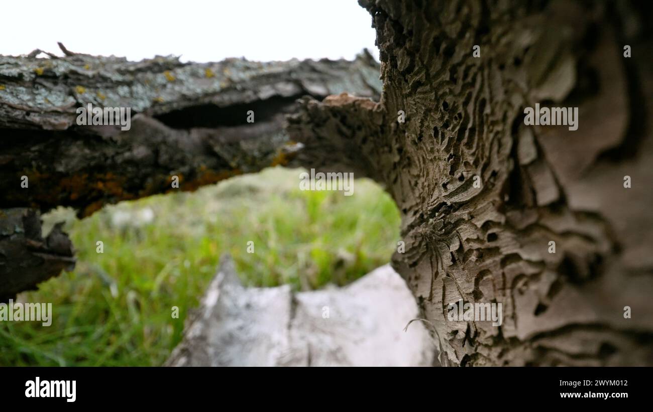 Macro shoot under the pine tree. Under the bark of a tree, macro ...