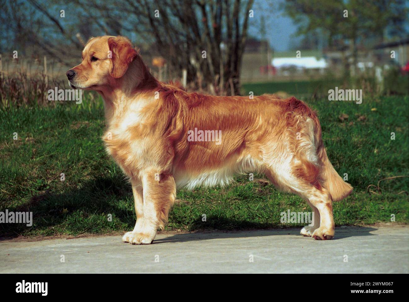 Golden Retriever color Dark Gold Side View Outside Standing Alert Stock ...
