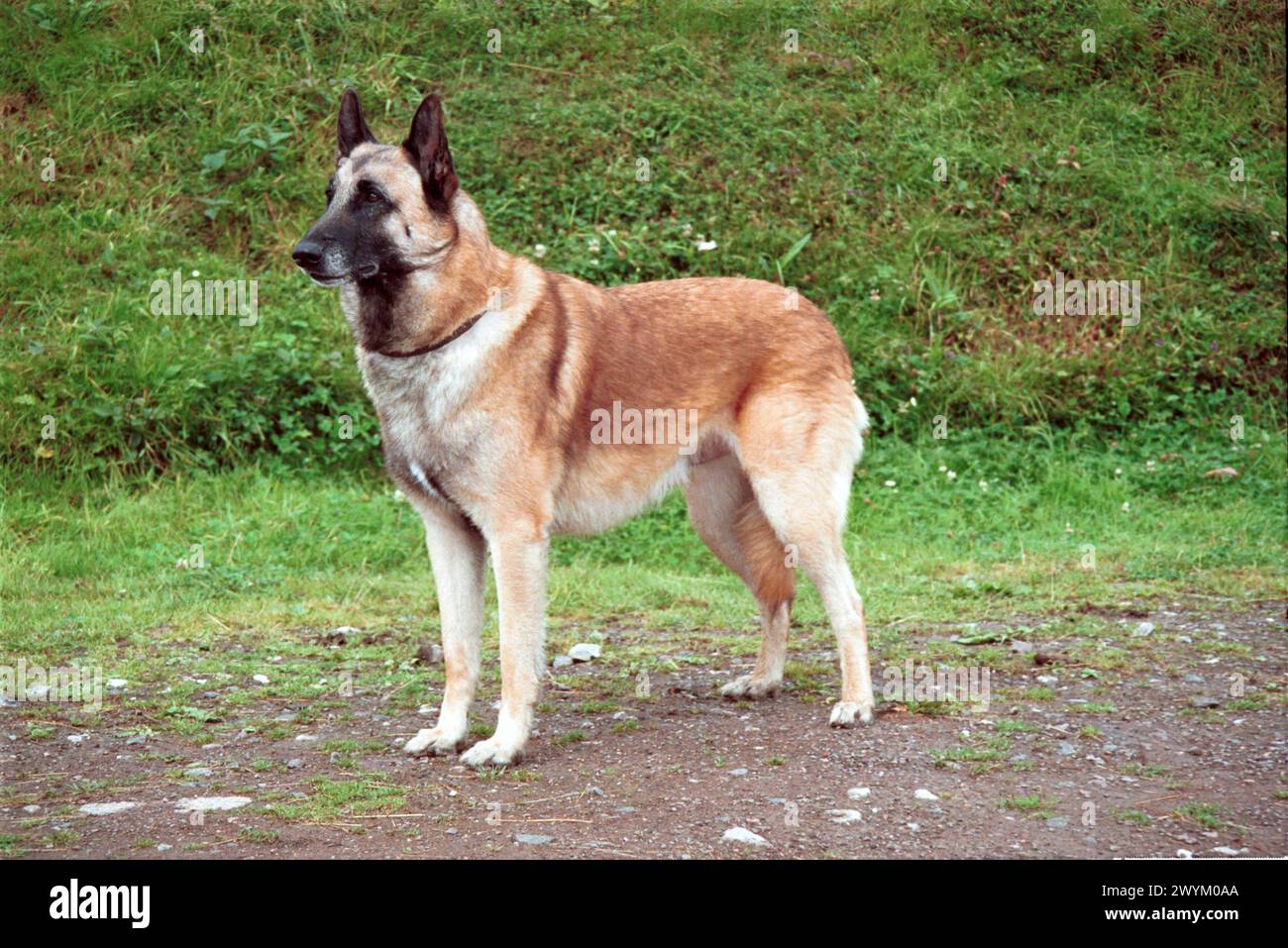 Belgian Sheep Dog Malenoise Standing on Waste Ground Stock Photo - Alamy