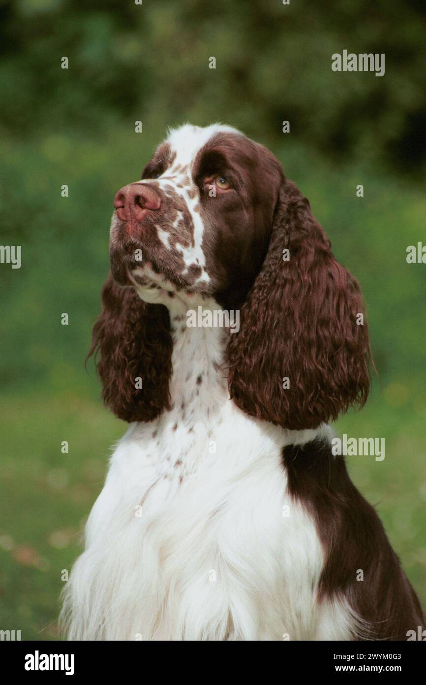 English springer spaniel dog inside hi-res stock photography and images ...