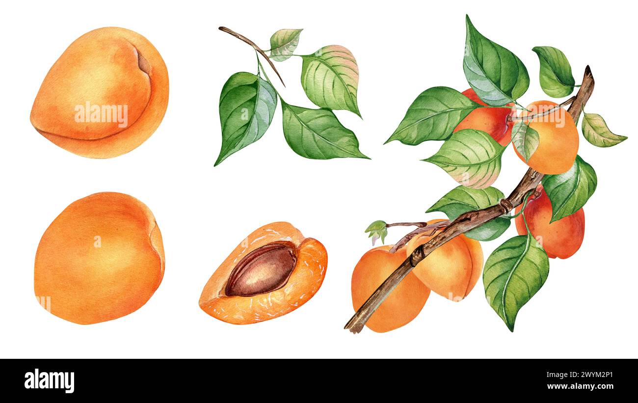 Watercolor set of fresh various fruits and apricots on tree branch isolated on white. Hand drawn ...