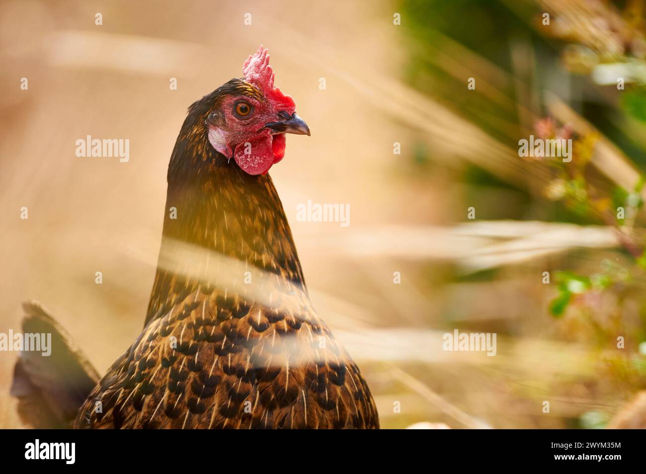 Portrait of an Ibiza’s hen in a field. The Gallina Eivissenca or ...
