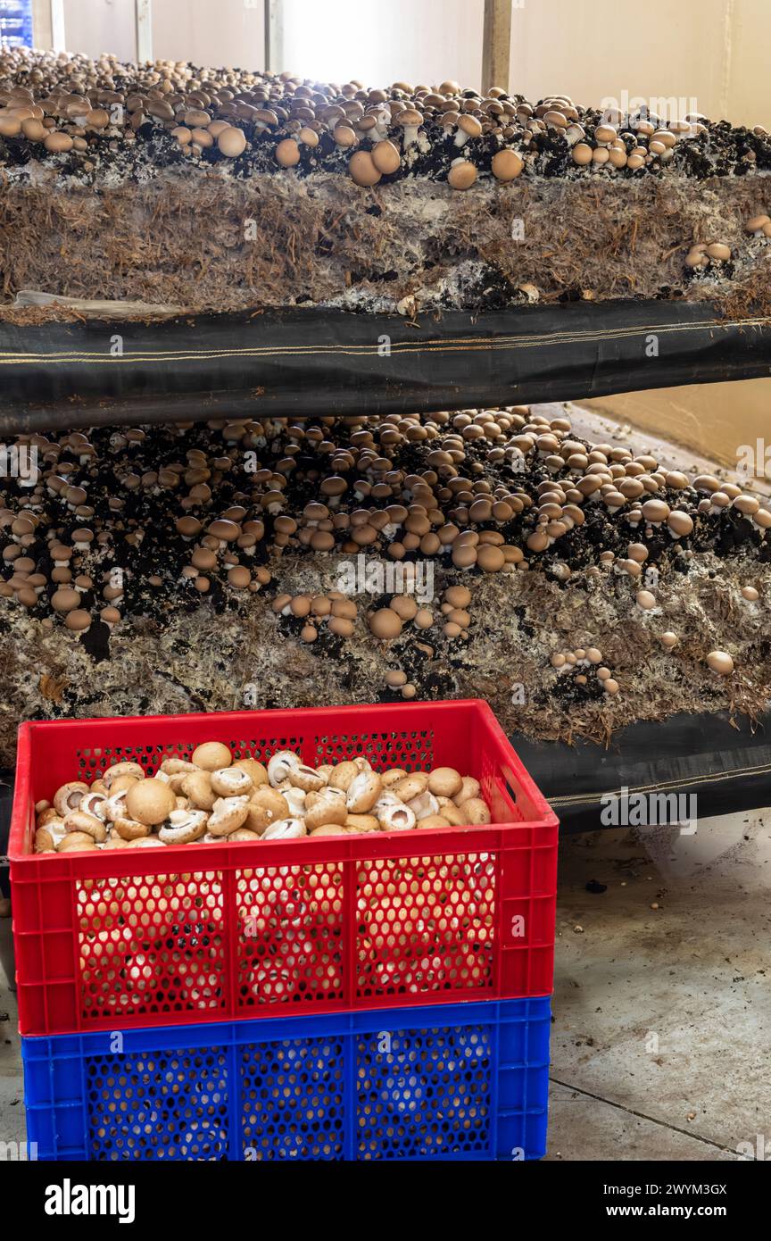 Growing of brown champignons mushrooms, mycelium grow from compost into ...