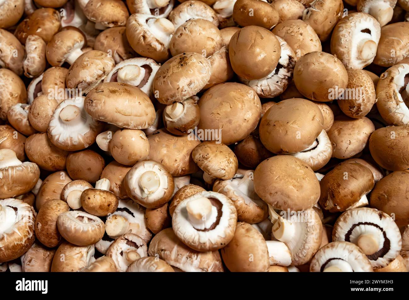 Harvest of fresh brown champignons mushrooms on organic farm in ...