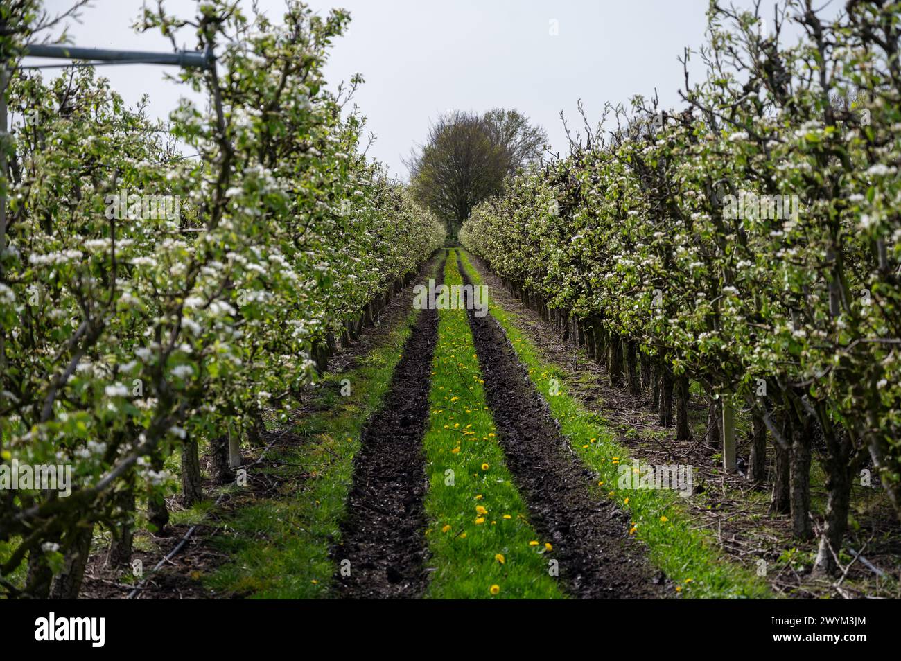 Organic farming in Netherlands, rows of white blossoming conference ...