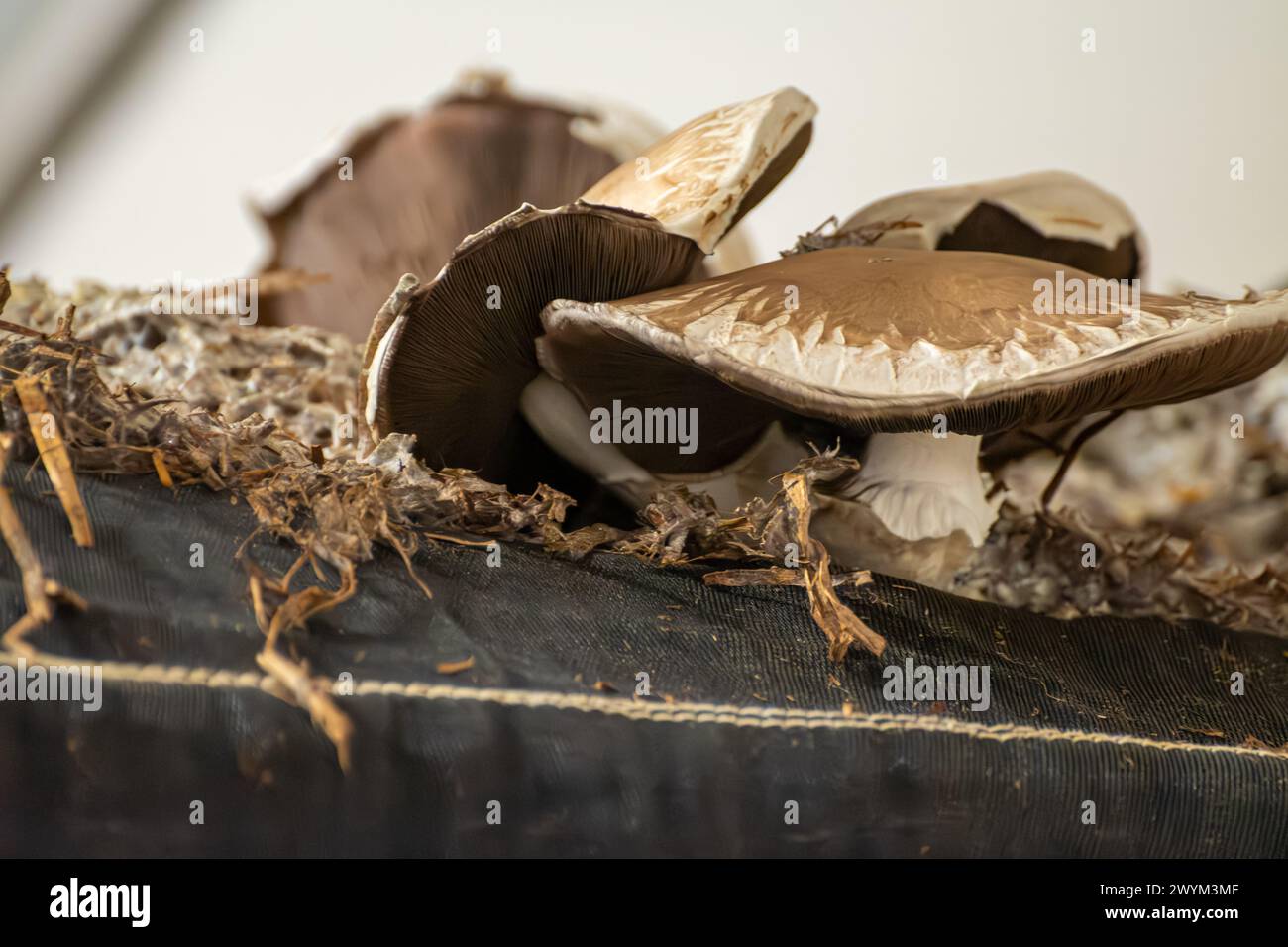 Growing of brown champignons mushrooms, mycelium grow from compost into ...