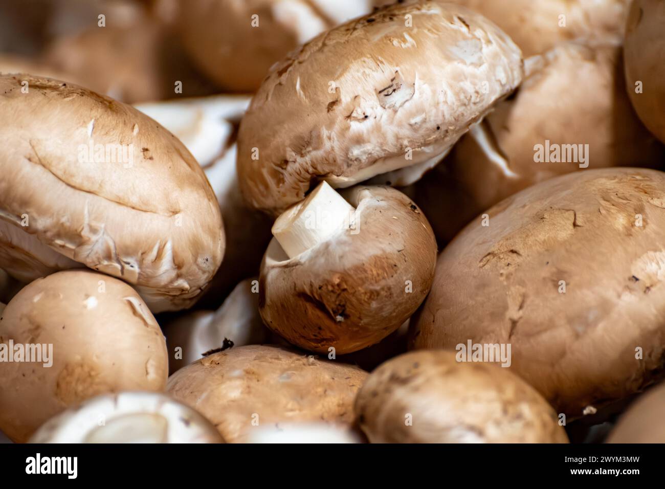Cultivation of fresh brown champignons mushrooms on organic farm in ...