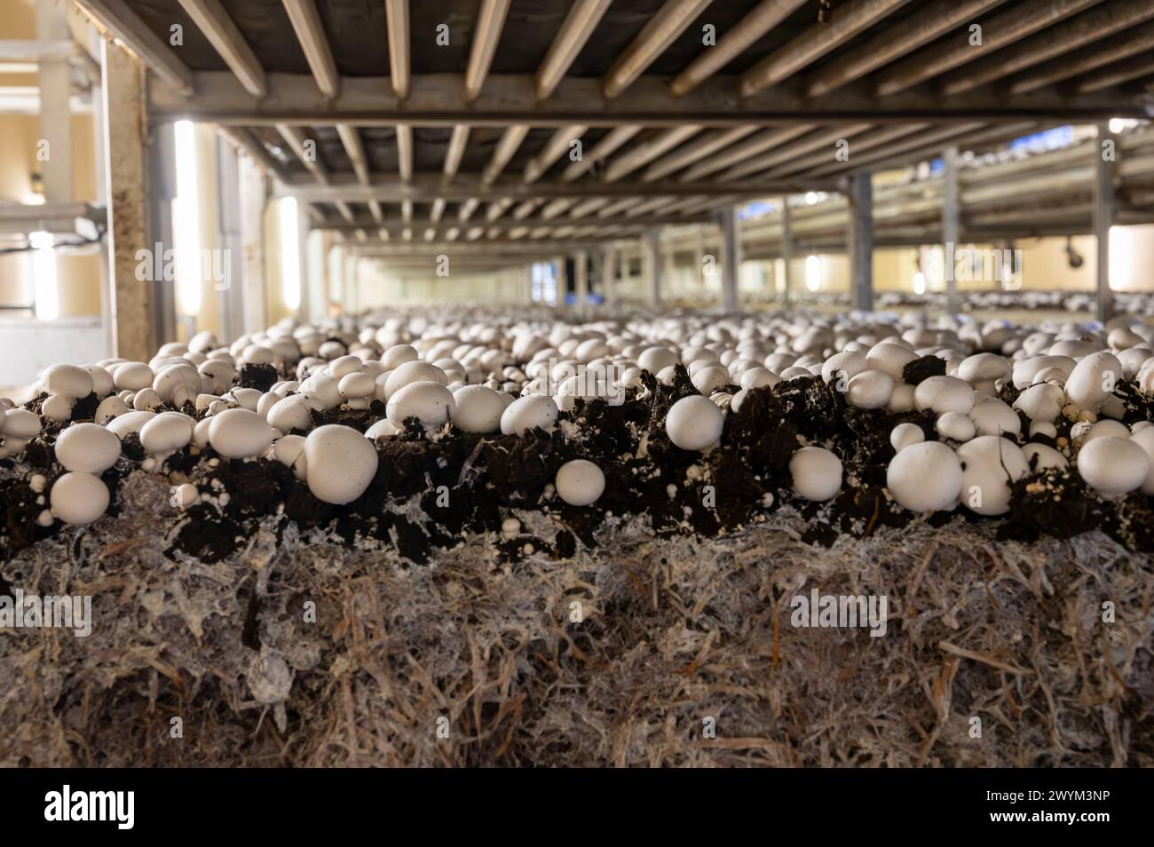 Growing of white champignons mushrooms, mycelium grow from compost into ...