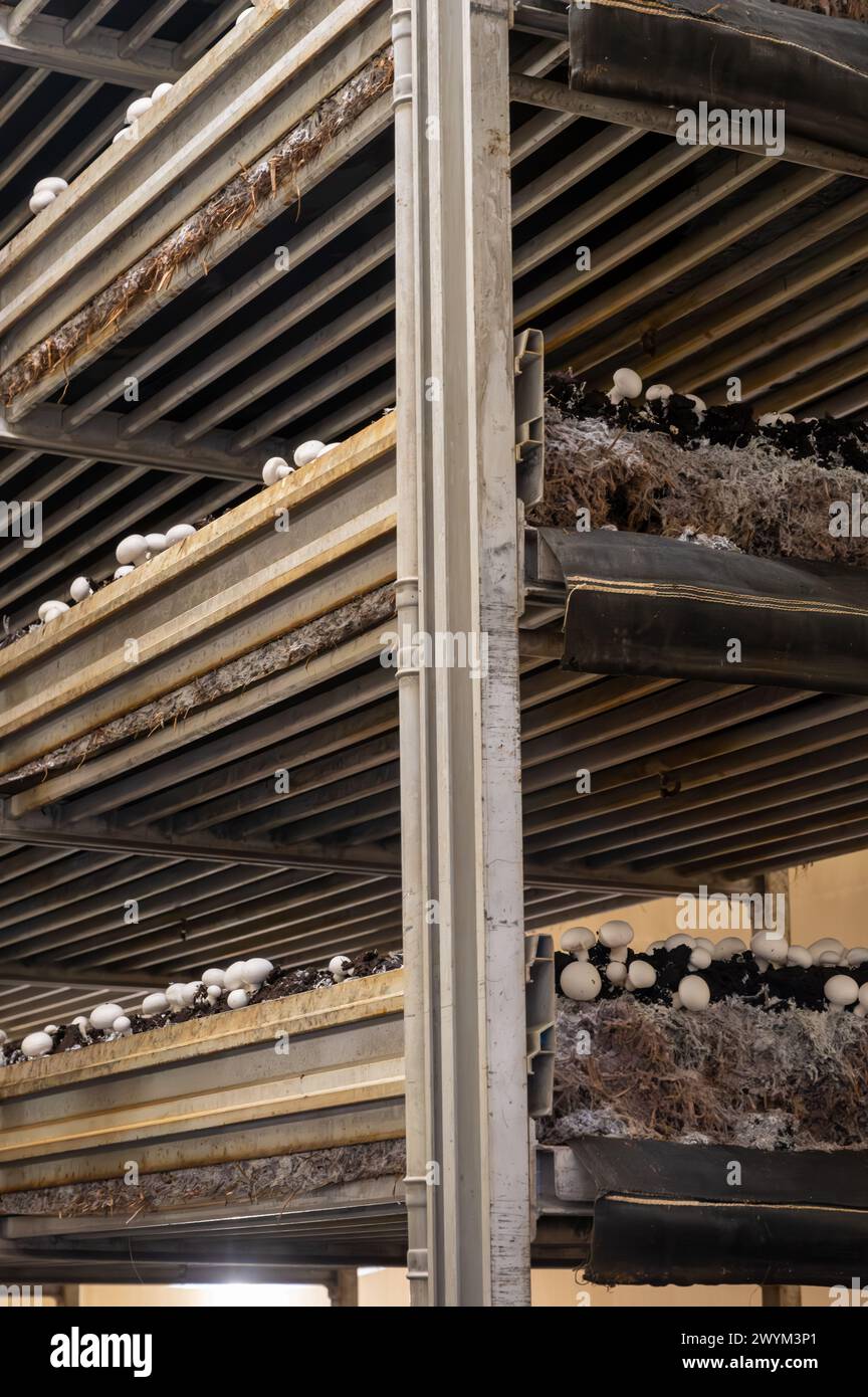 Growing of white champignons mushrooms, mycelium grow from compost into ...