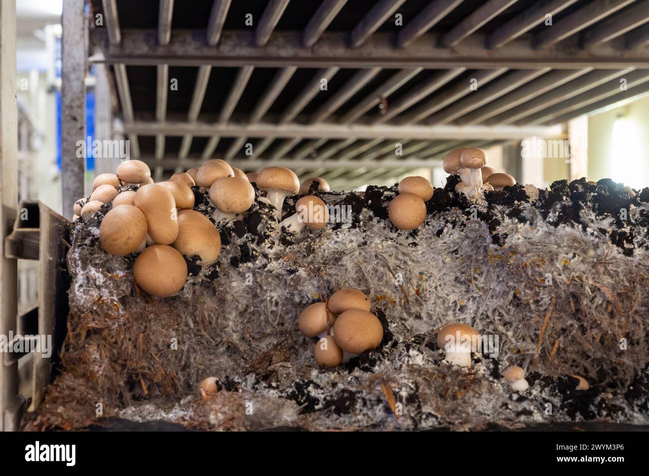 Growing of brown champignons mushrooms, mycelium grow from compost into ...