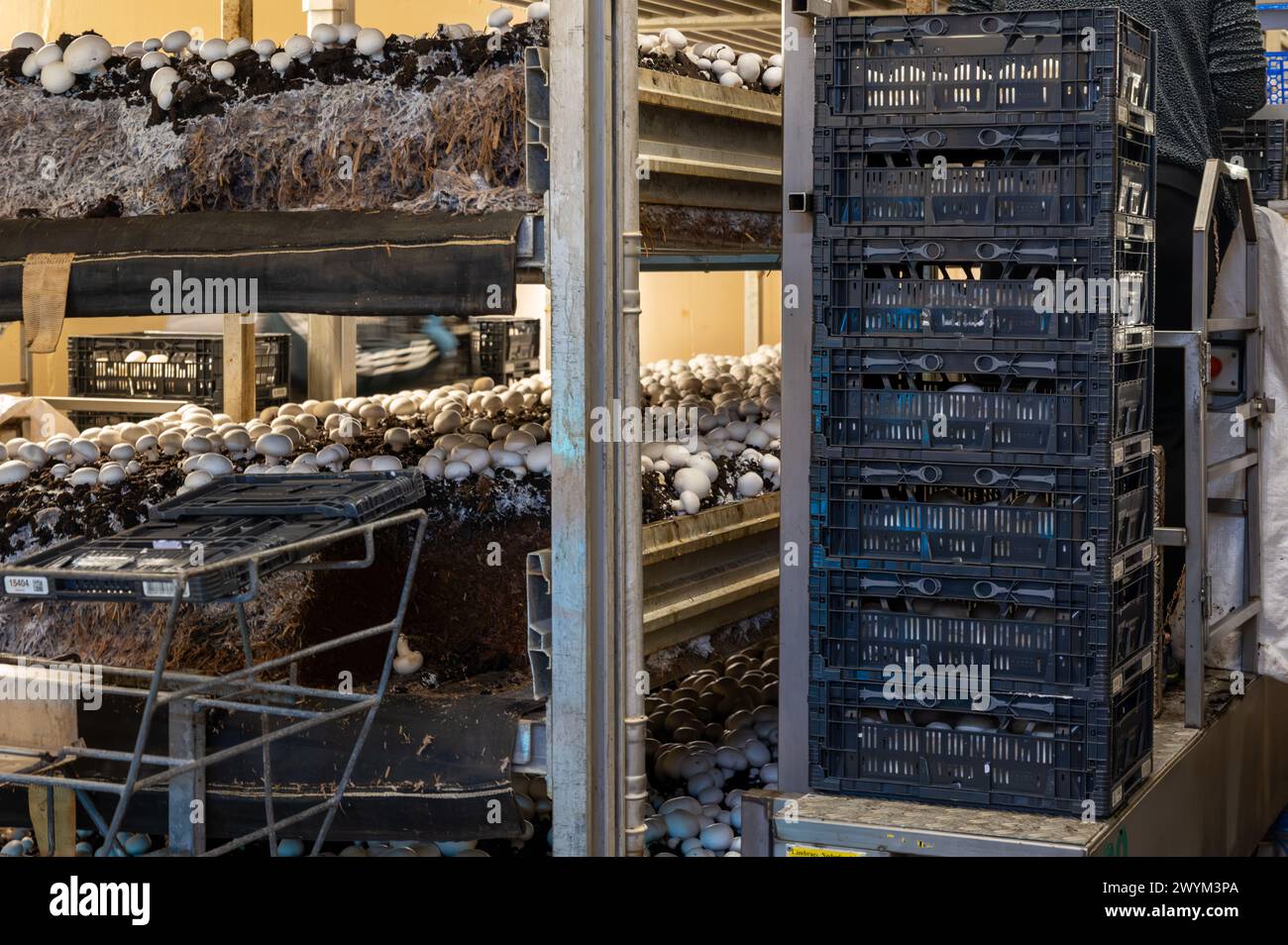 Growing of white champignons mushrooms, mycelium grow from compost into ...