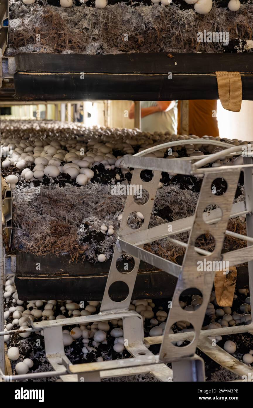 Growing of white champignons mushrooms, mycelium grow from compost into ...