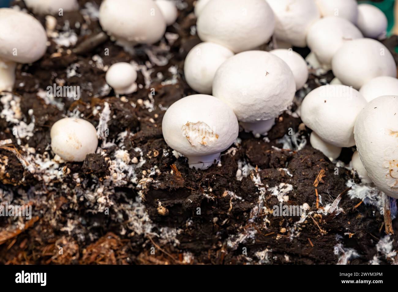Growing of white champignons mushrooms, mycelium grow from compost into ...