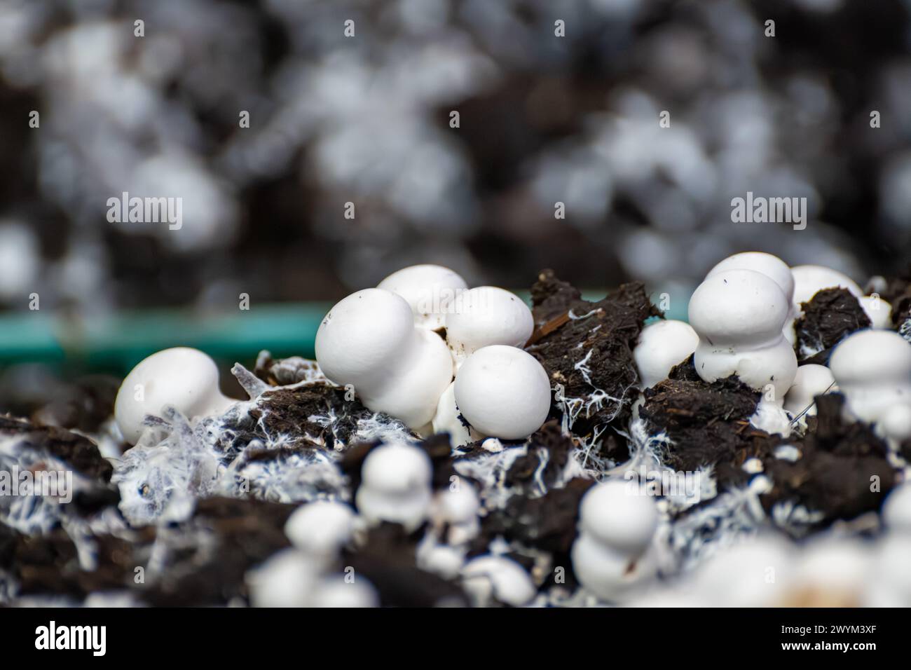 Growing of white champignons mushrooms, mycelium grow from compost into ...