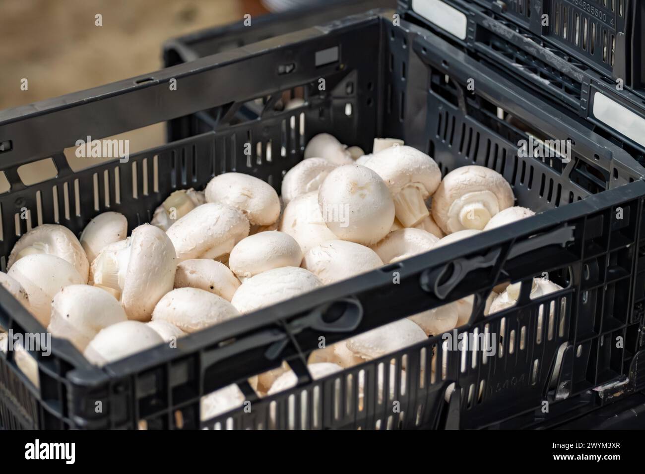 Cultivation of fresh white champignons mushrooms on organic farm in ...