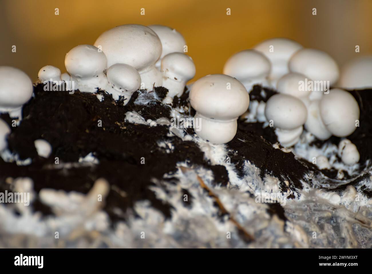 Growing of white champignons mushrooms, mycelium grow from compost into ...