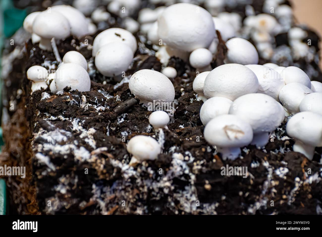 Growing of white champignons mushrooms, mycelium grow from compost into ...