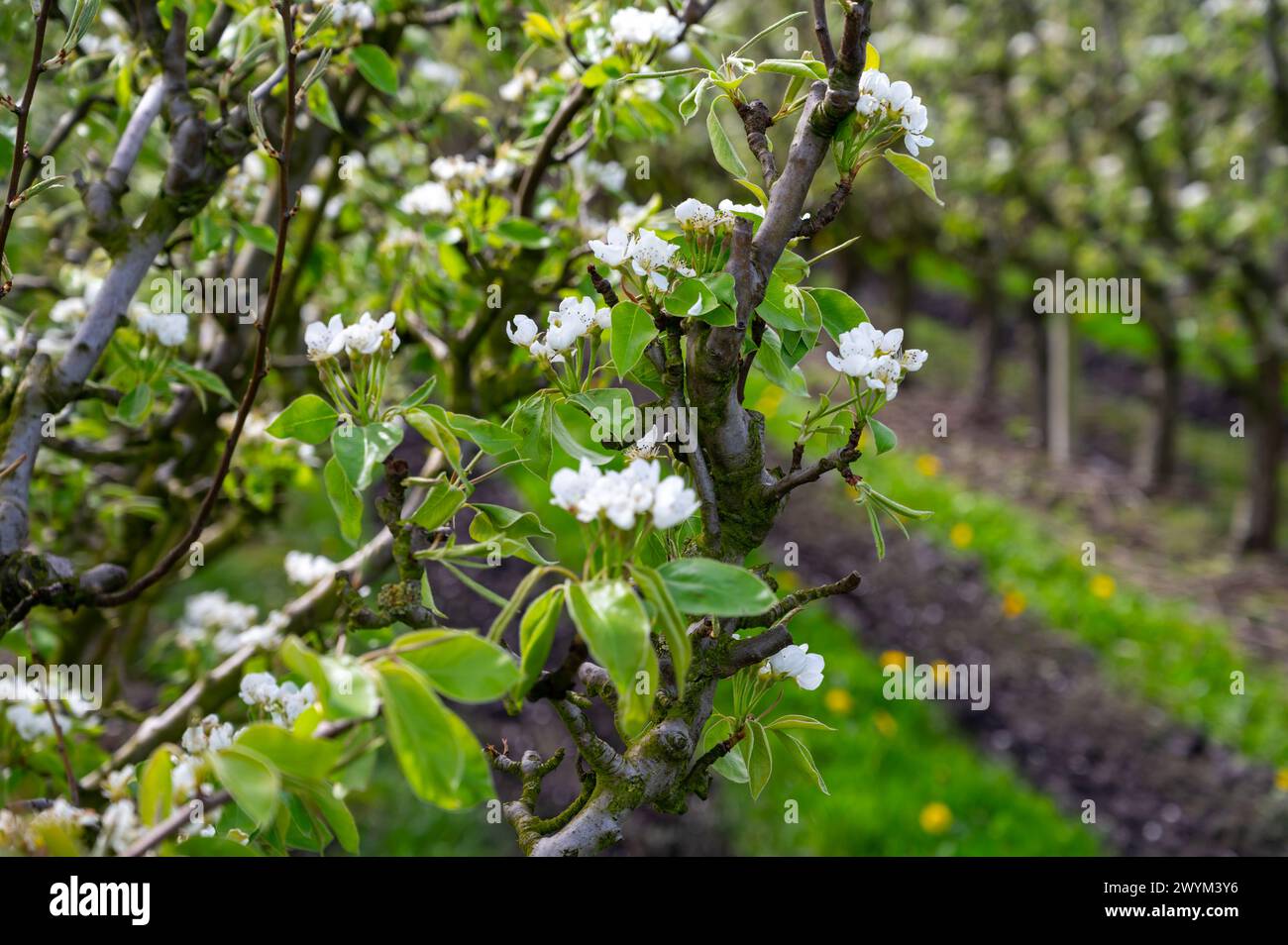 Organic farming in Netherlands, rows of white blossoming conference ...