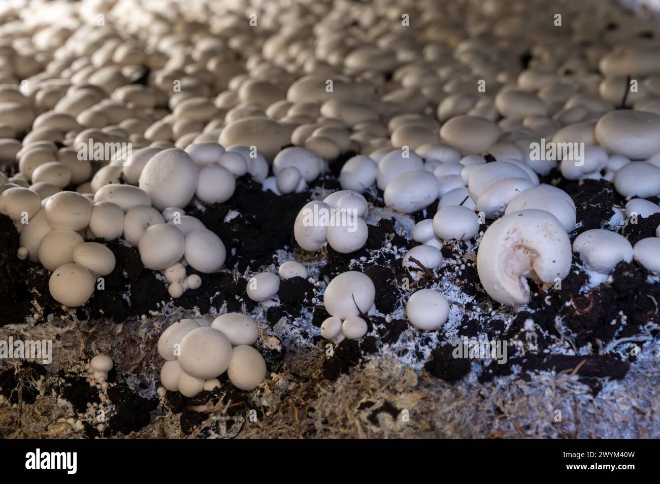 Growing of white champignons mushrooms, mycelium grow from compost into ...