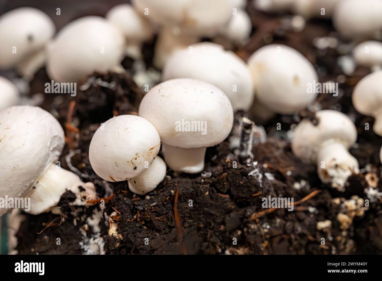 Growing of white champignons mushrooms, mycelium grow from compost into ...