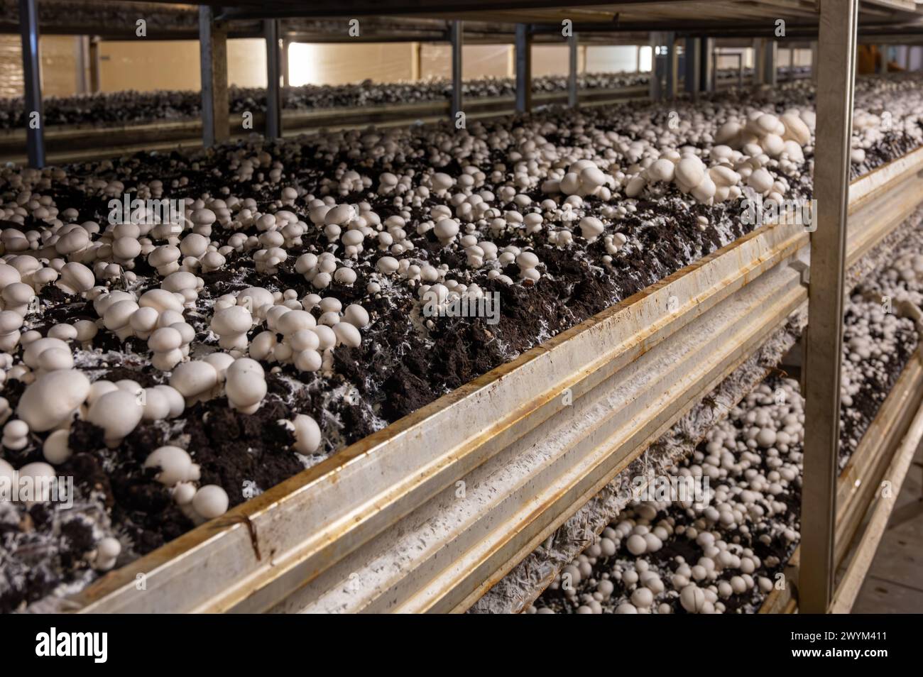 Growing of white champignons mushrooms, mycelium grow from compost into ...