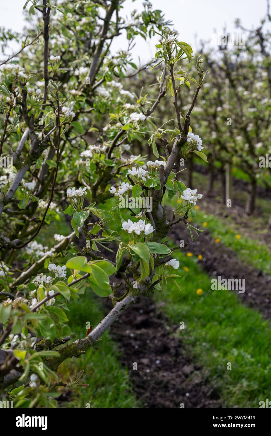 Organic farming in Netherlands, rows of white blossoming conference ...