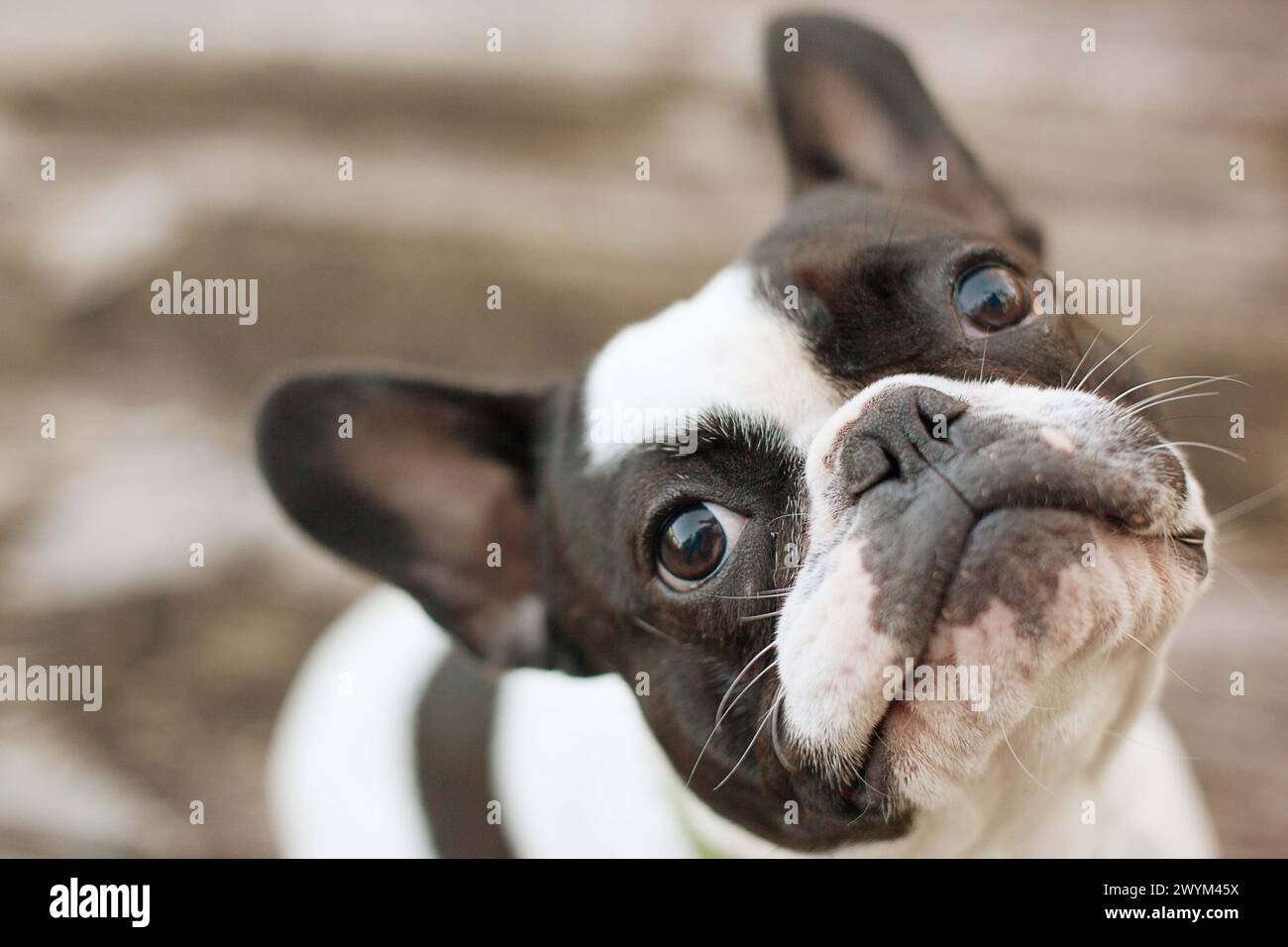 Animal content hi-res stock photography and images - Alamy